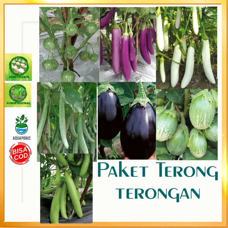 Jual Paket 7 macam Terong-terongan + BONUS polibag semai, pupuk npk ...