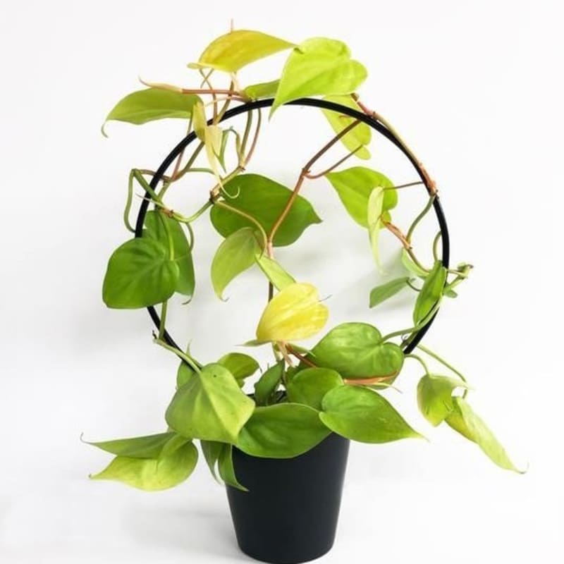 Jual Pothos Lemon w/ Loop planter 20cm | Sirih Gading Kuning | Shopee ...