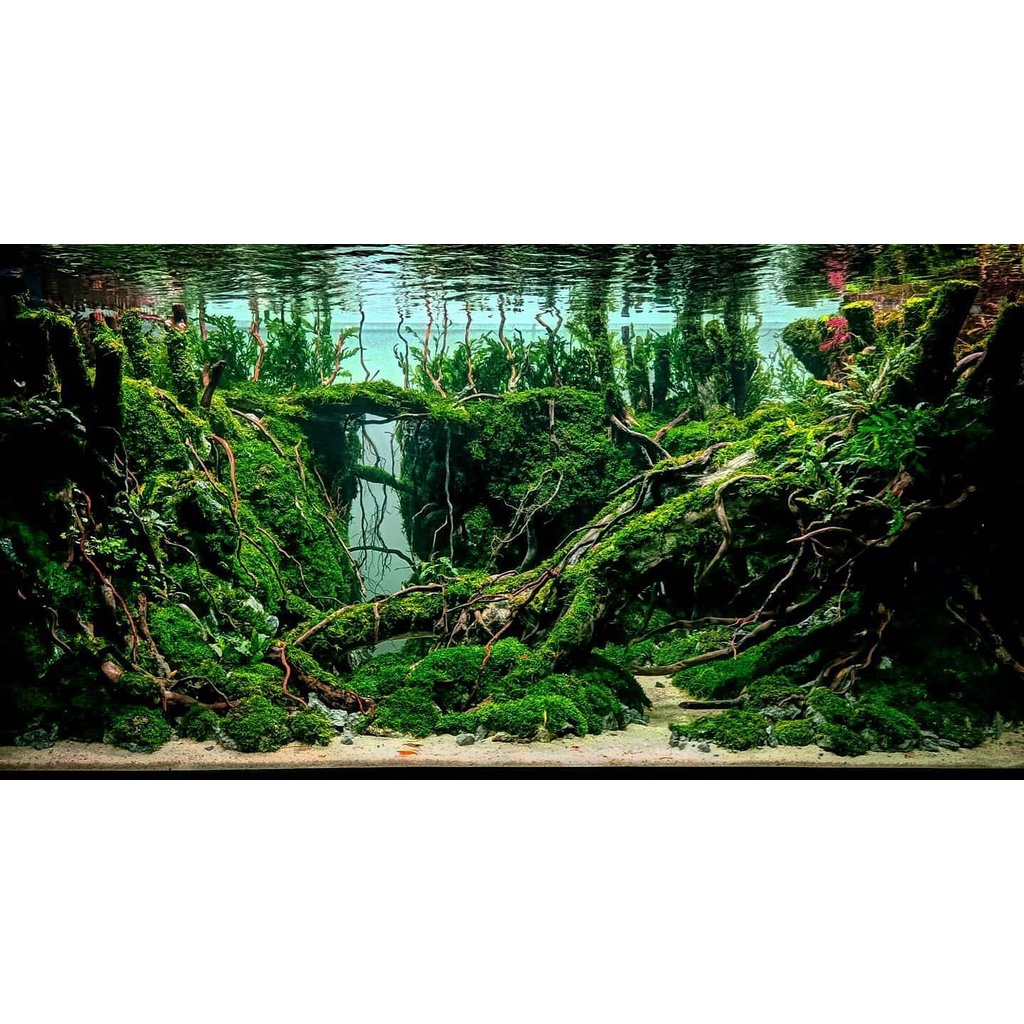 Jual Nickz aquascape jungle natural style fullset 120cm | Shopee Indonesia