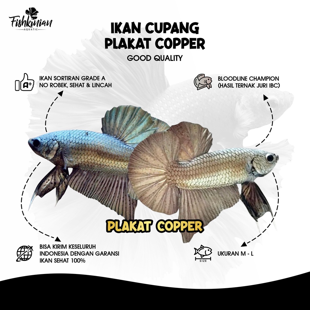 Jual Ikan Cupang Plakat (PK) Copper GRADE A | Shopee Indonesia