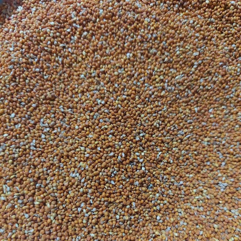 Jual JUWAWUT 1kg | Shopee Indonesia