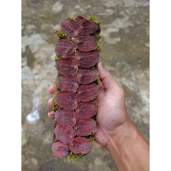 Jual pothos beccarianus (tanaman langka) | Shopee Indonesia