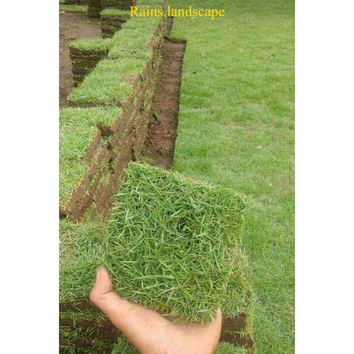 Jual DISCOUNTS SPECIAL!!! rumput jepang/rumput peking 1 meter x 0.5 ...