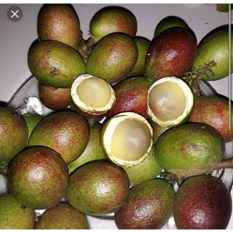 Jual Matoa buah khas Papua | Shopee Indonesia