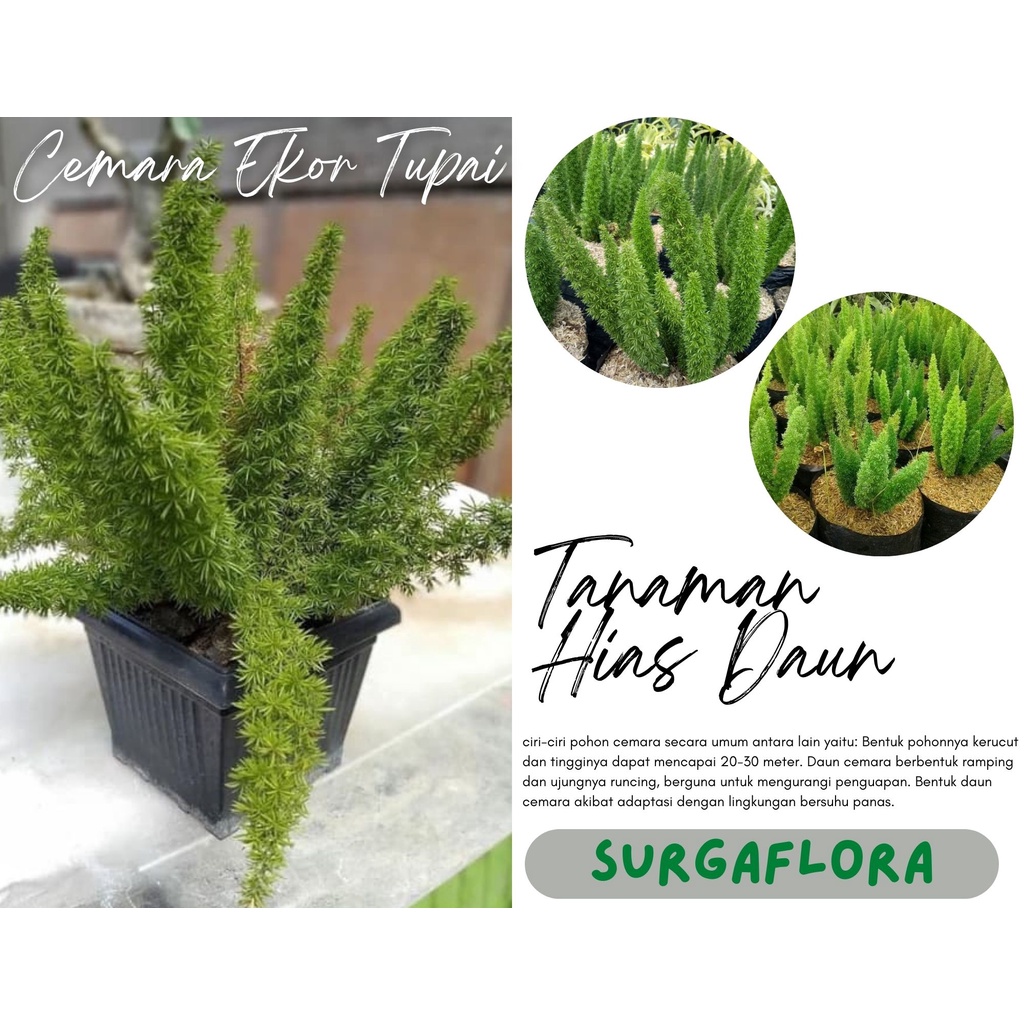 Jual tanaman hias murah mini Cemara Ekor Tupai - pohon cemara hidup ...