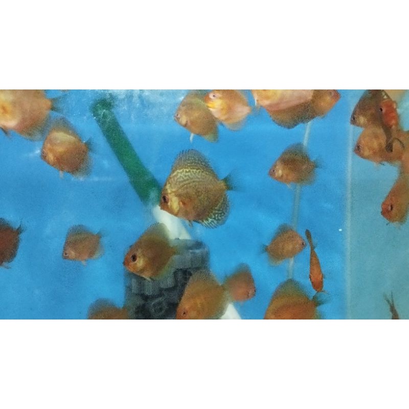 Jual Discus Mozaik 1 Inchi | Shopee Indonesia