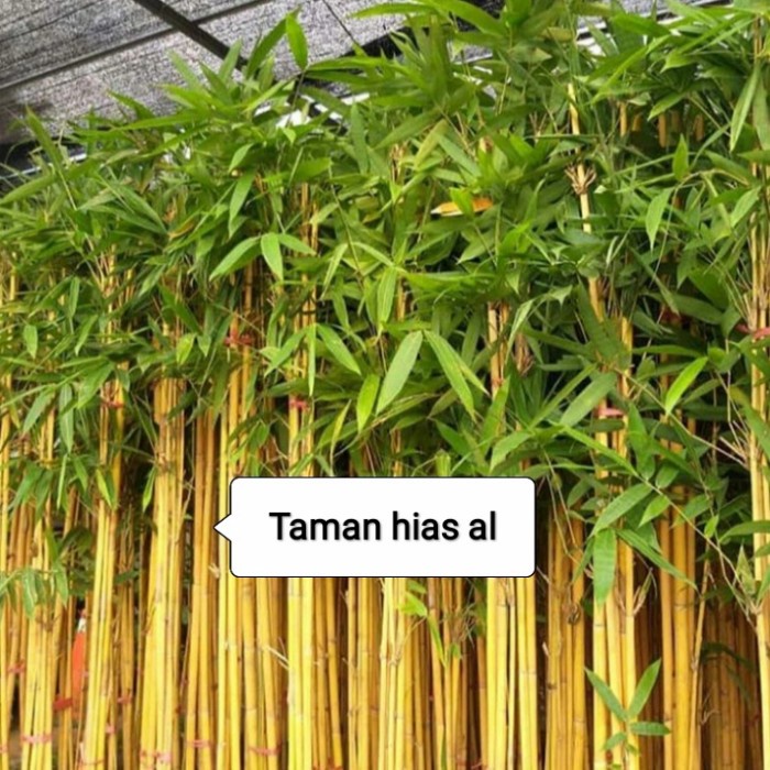 Jual pohon bambu kuning /tanaman hias bambu panda kuning perumpun ...