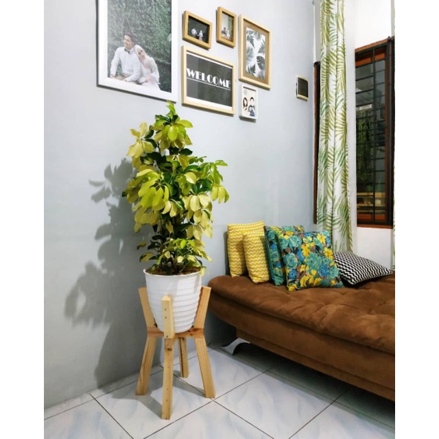 Jual Tanaman hias walisongo atau wali songo berdaun variegata ...