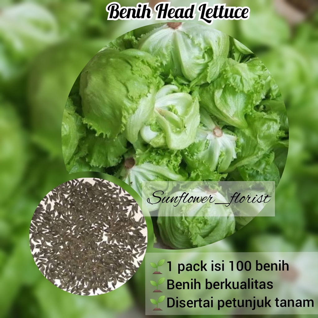 Jual Benih Selada Head Lettuce | Shopee Indonesia