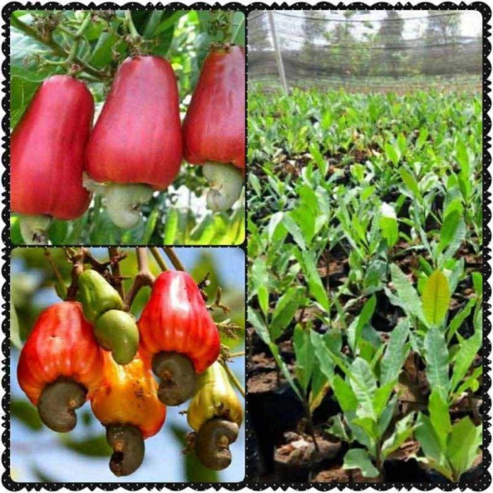 Jual Bibit Buah Jambu Mede Tanaman Buah Jambu Monyet Pohon Jambu Mede ...