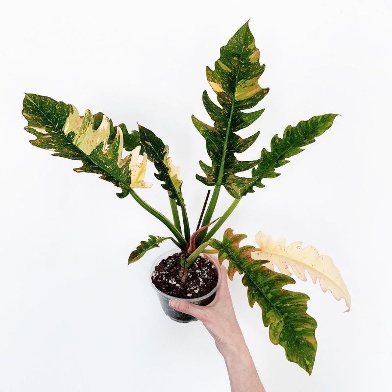 Jual Tanaman hias Philodendron Ring Of Fire / Philo ROF / Pilo ring op ...