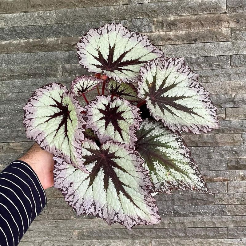 Jual Tanaman hias begonia ice cream / begonia fireworks | Shopee Indonesia