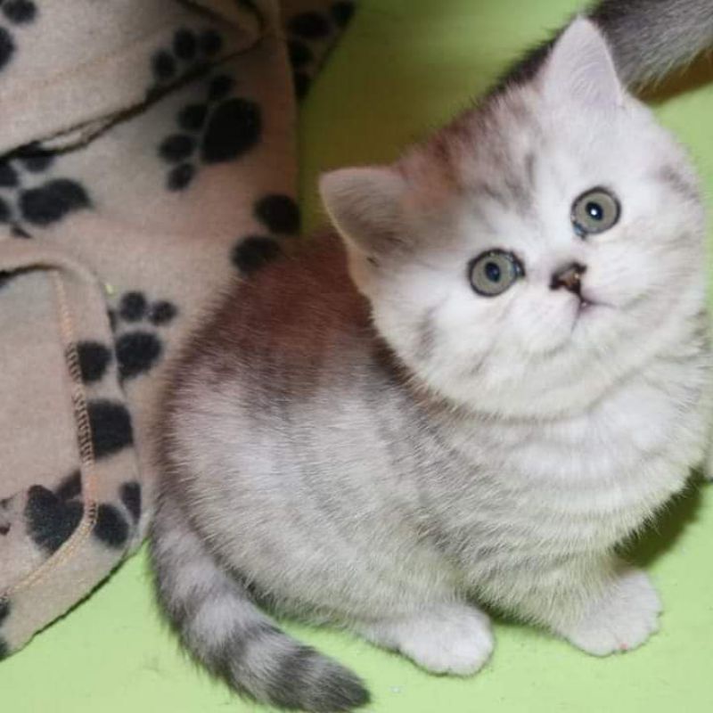 Jual KUCING KITTEN BSH SILVER SHADED | BRITISH SHORT HAIR SILVER ...
