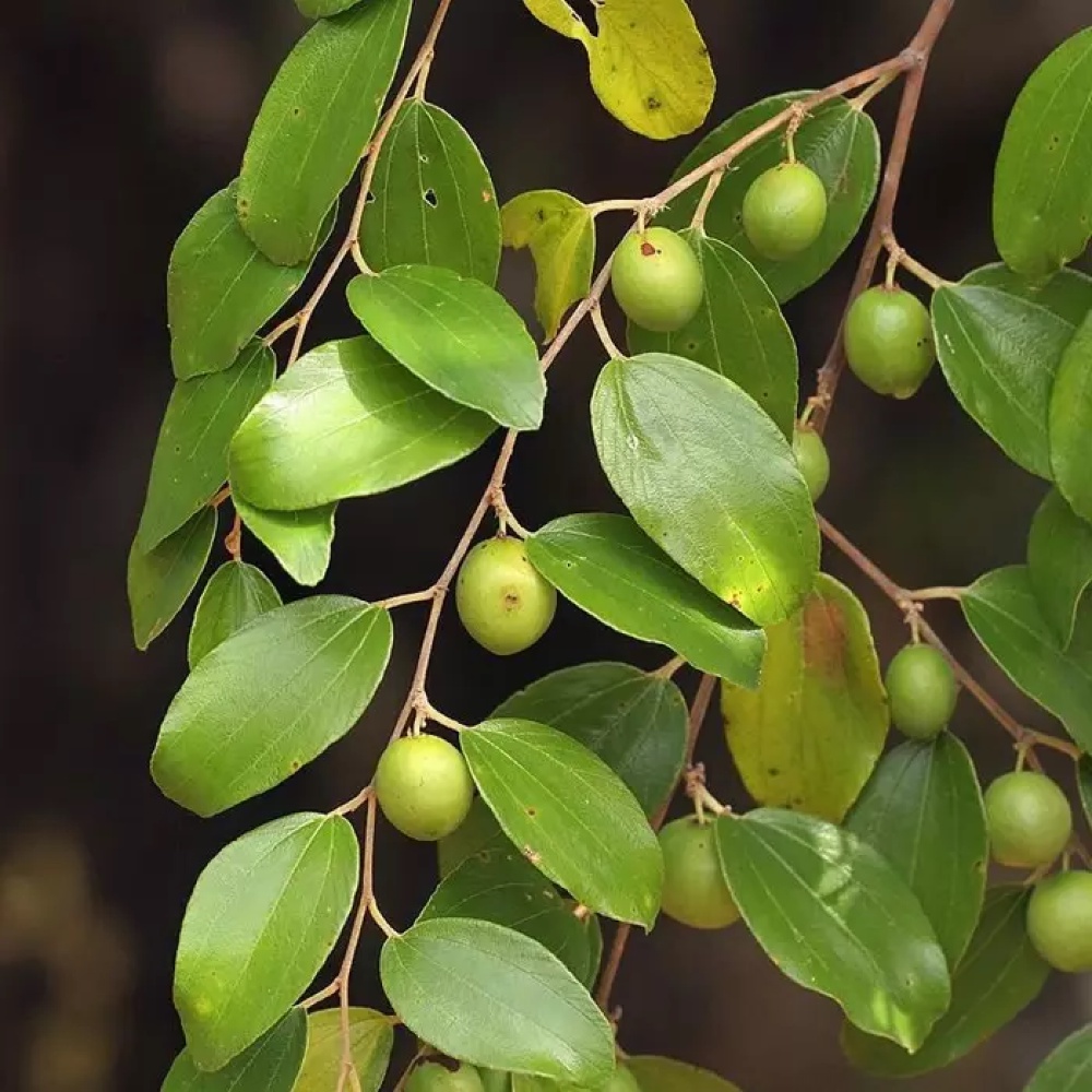 Jual Bibit pohon bidara | Shopee Indonesia