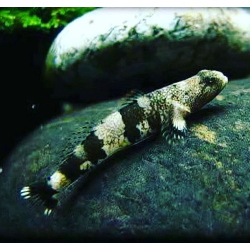 Jual goby panda / ikan goby air tawar / ikan hias / ikan aquascape ...