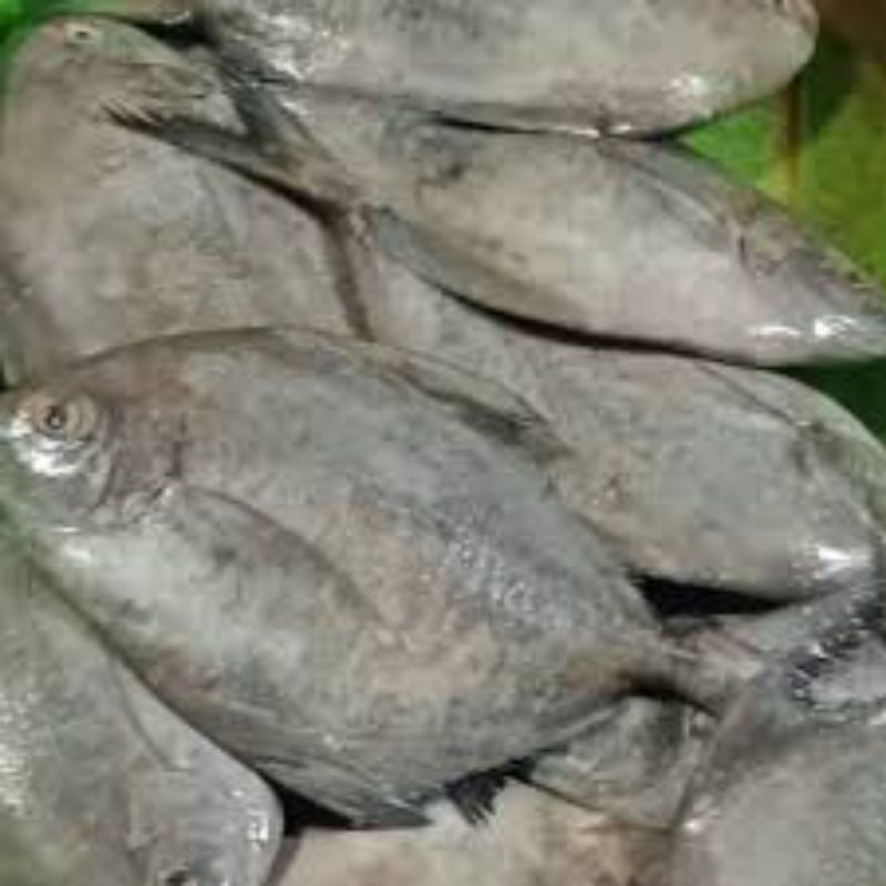 Jual IKAN BAWAL LAUT HITAM FRESH 1000gr | Shopee Indonesia