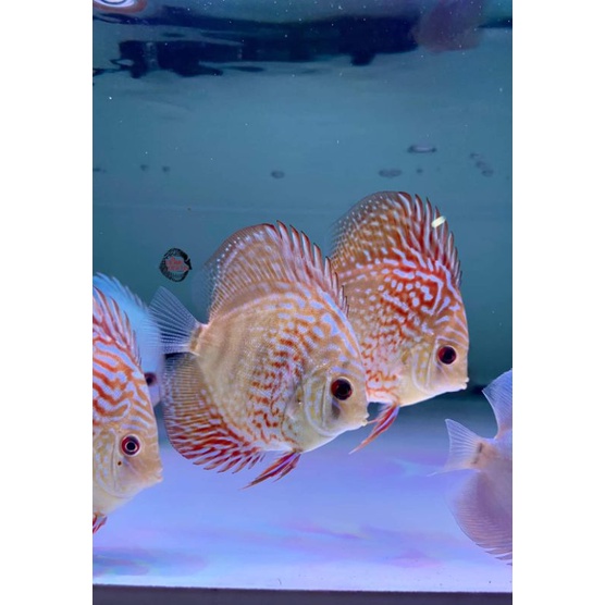 Jual paket ikan discus jumbo 4 inch ( 5 ekor ) pattern discus | Shopee ...