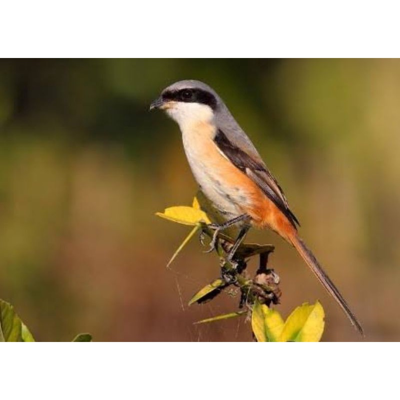 Jual PENTET / CENDET JAWA MULUS | Shopee Indonesia