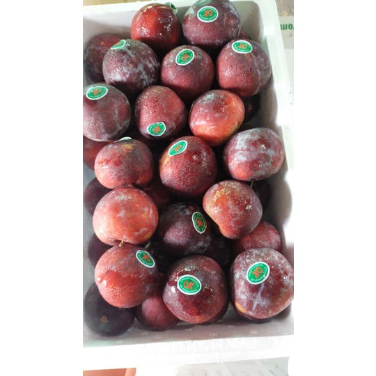 Jual Buah Plum 1kg | Shopee Indonesia