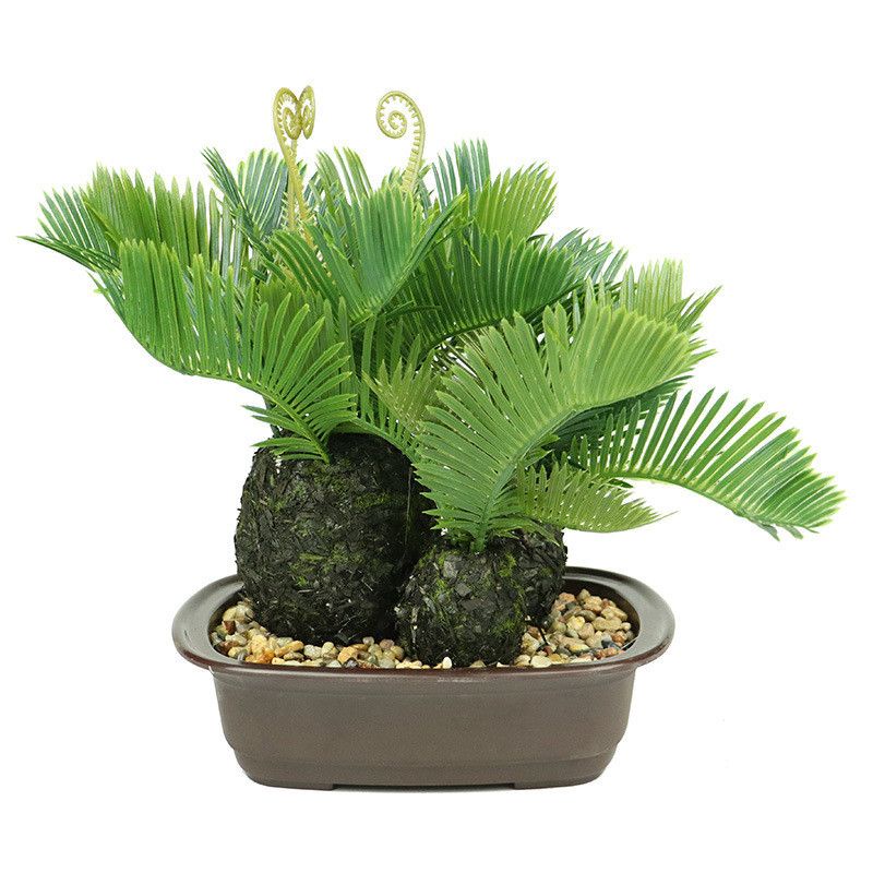Jual palem sikas / mawar jambe 2-3 daun | Shopee Indonesia