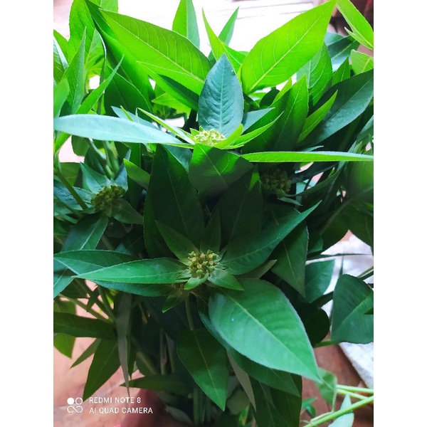 Jual daun sena atau kate mas petik langsung muda segar 500 gram ...