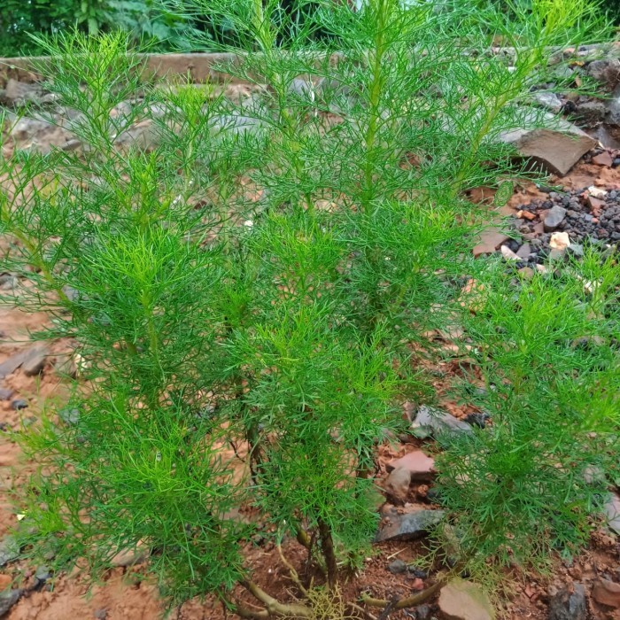 Jual tanaman kota hiass terlaris | Shopee Indonesia