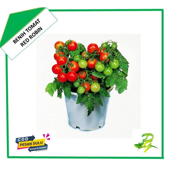 Jual Benih Biji Tomat Red Robin-Isi 10 Biji | Shopee Indonesia