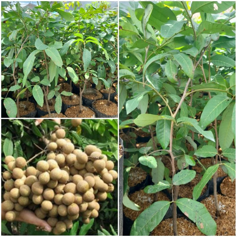 Jual Tanaman Buah Kelengkeng Diamond River (Buah Besar Manis) | Shopee ...