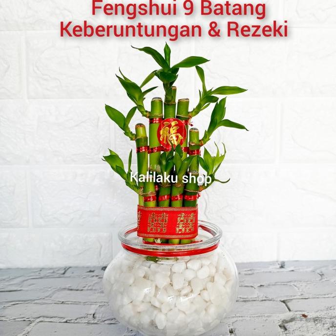 Jual Bambu hoki 9 batang/Imlek/hampers/hiasan meja/pajangan meja ...