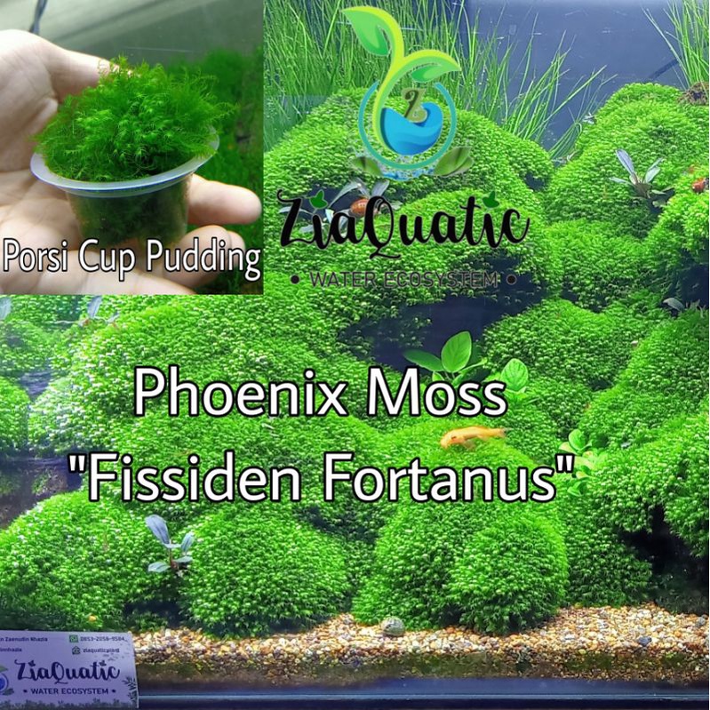 Jual Tanaman Aquascape Aquarium Lumut Aquascape Us Fissiden Moss (Phoenix Moss) | Shopee Indonesia