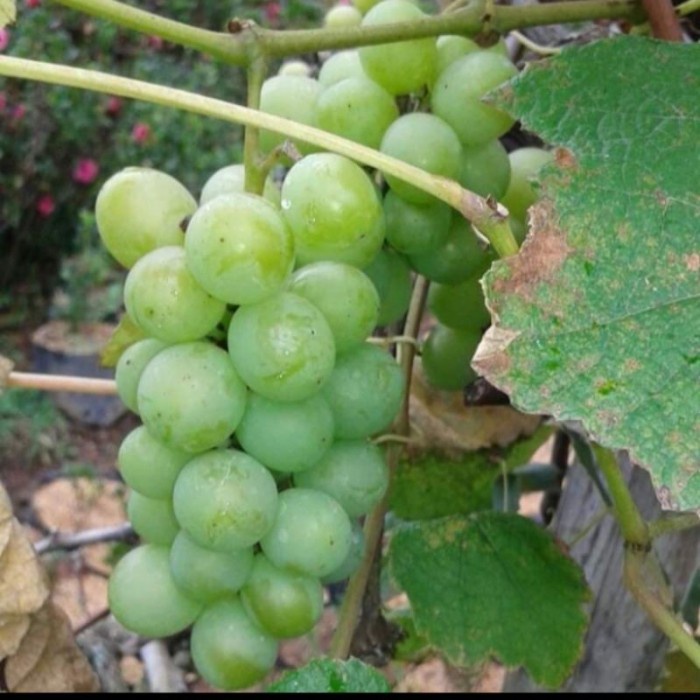 Jual bibit tanaman buah anggur green caroline AAA | Shopee Indonesia