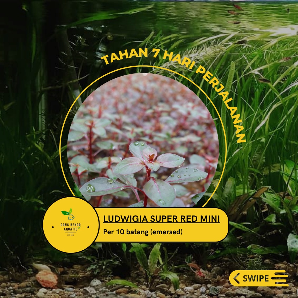 Jual Ludwigia Super Red Mini/tanaman aquascape | Shopee Indonesia