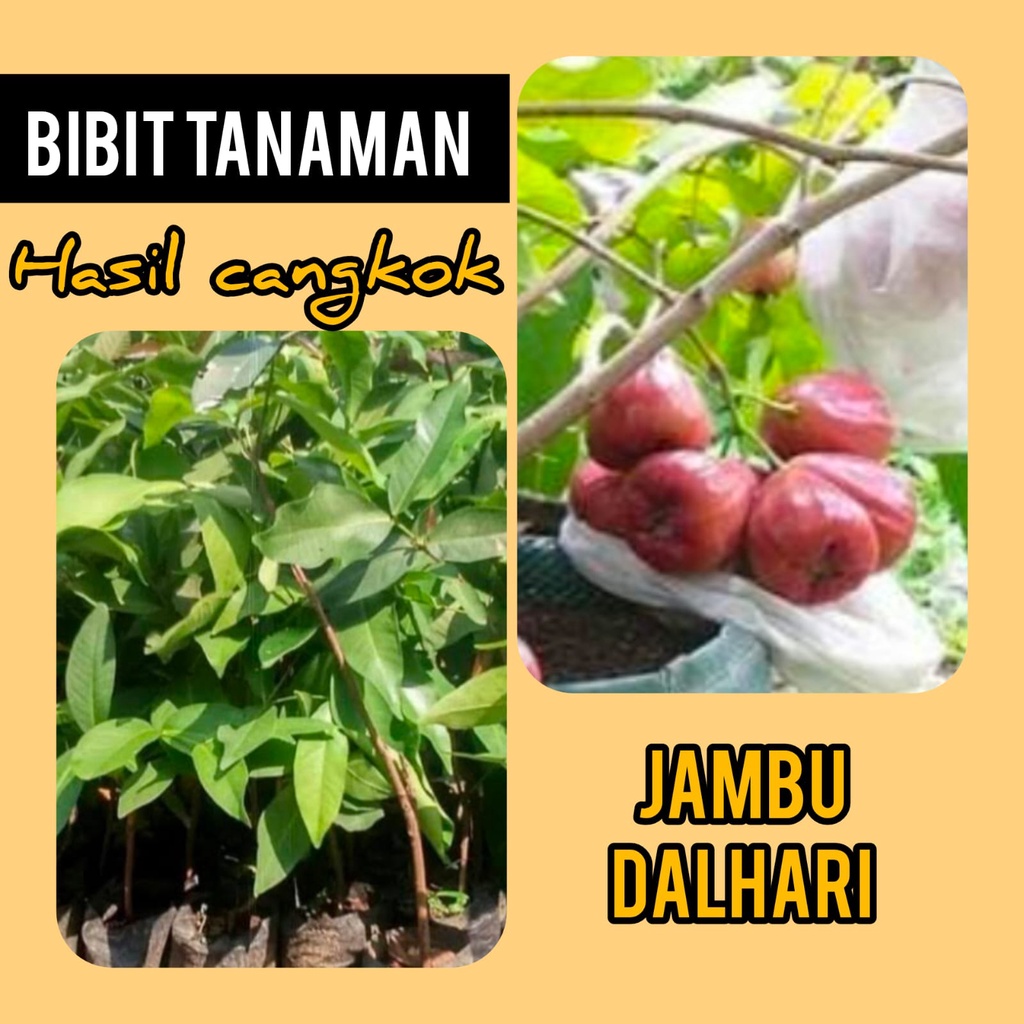 Jual Bibit Jambu Air Dalhari Cangkok 70 CM | Shopee Indonesia