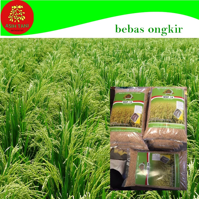 Jual Benih Padi Berkualitas MSP Sertani 14 Bibit 5 kg Unggul | Shopee ...