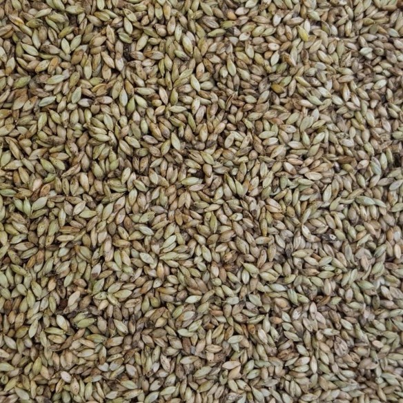 Jual BENIH RUMPUT BRACHIARIA HUMIDICOLA / DECUMBENS /HYBRID ...