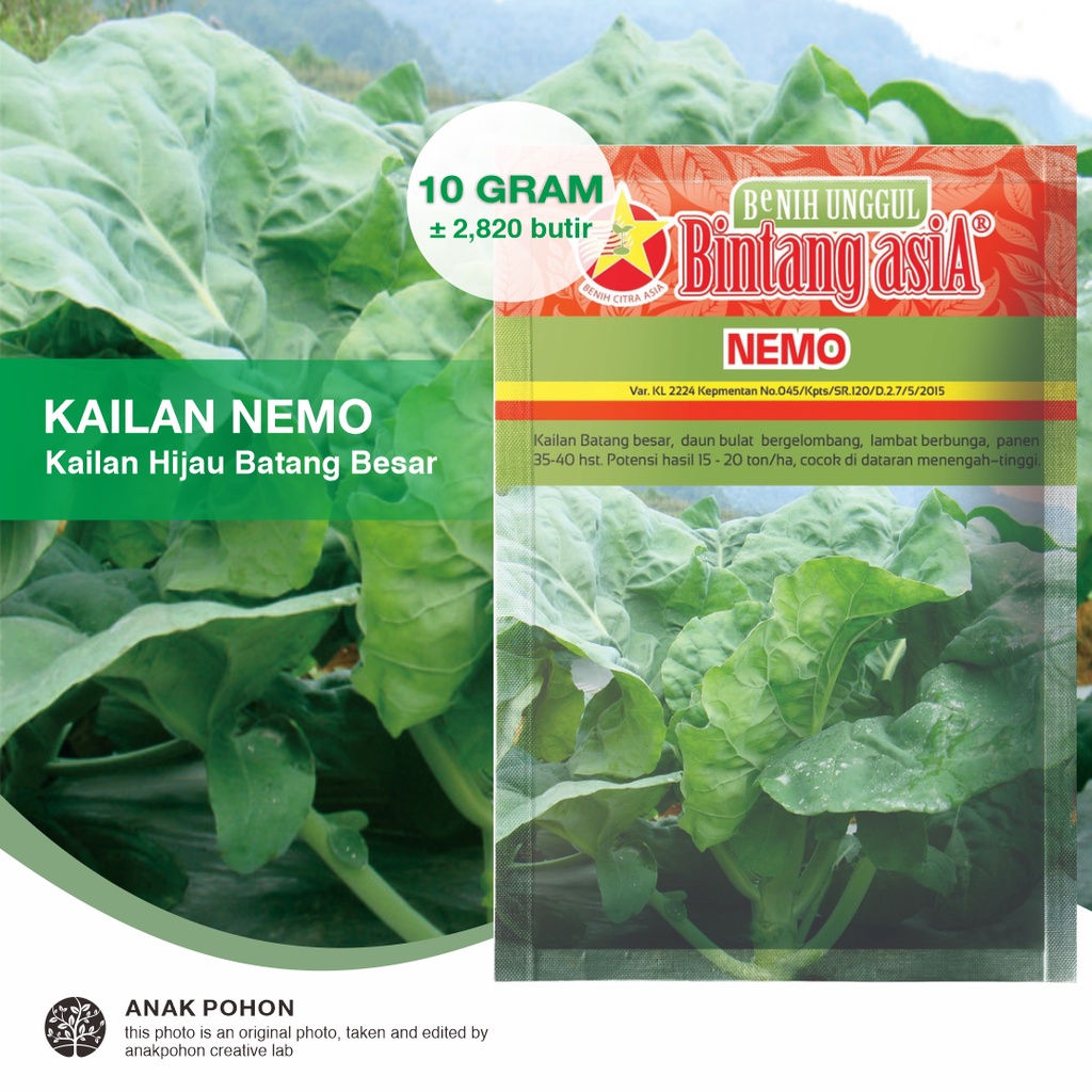 Jual (1 PACK) Benih Kailan NEMO Kailan Hijau Batang Besar Seeds ...