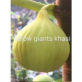 Jual Bibit Buah Tin YELLOW GIANT KASHI Fresh Cangkok | Shopee Indonesia