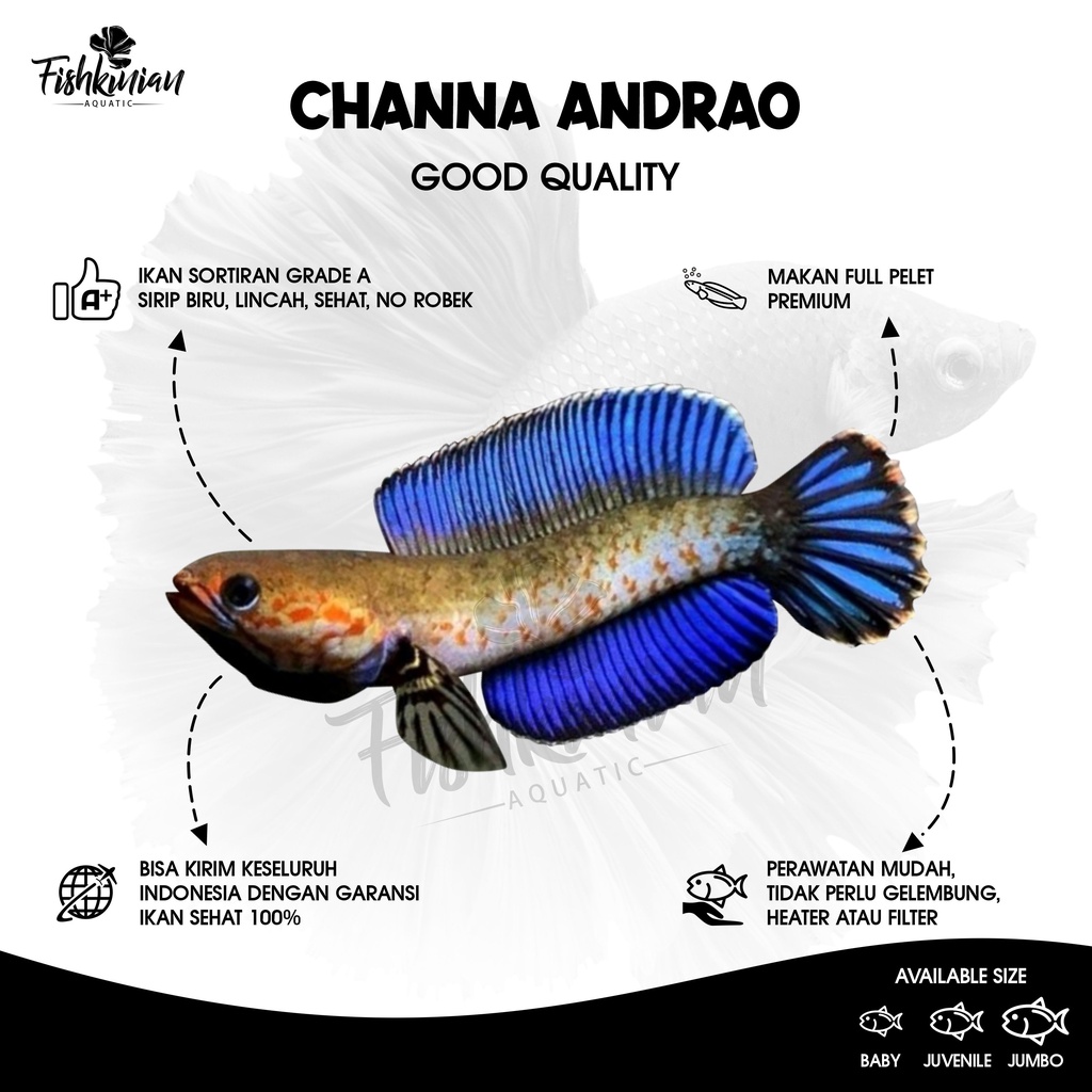 Jual Ikan Channa Andrao GRADE A | Shopee Indonesia