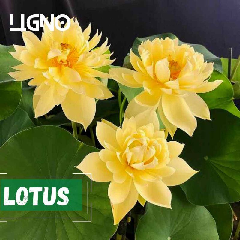 Jual LOTUS YELLOW - Benih Biji Bunga Teratai | Shopee Indonesia