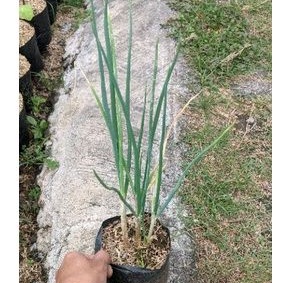 Jual Tanaman Daun prei (allium porrum) daun pre bawang | Shopee Indonesia
