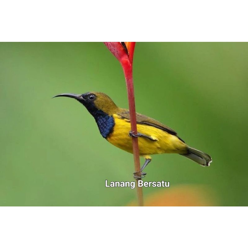 Jual Burung kolibri sogon atau sogok ontong jantan rawatan | Shopee ...