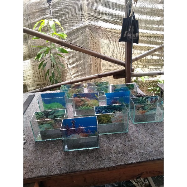 Jual Aquarium/soliter/aquarium kecil ukurang 20*12*15 | Shopee Indonesia