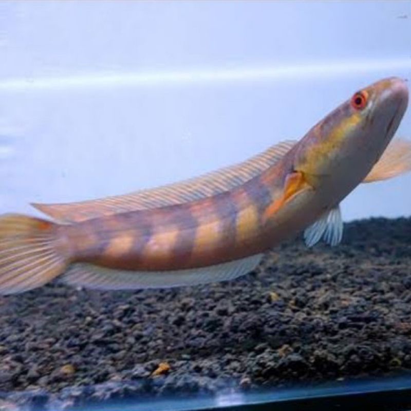 Jual Red Maru Barito sortiran bar simet single tank 14-15cm (ori 100% ...