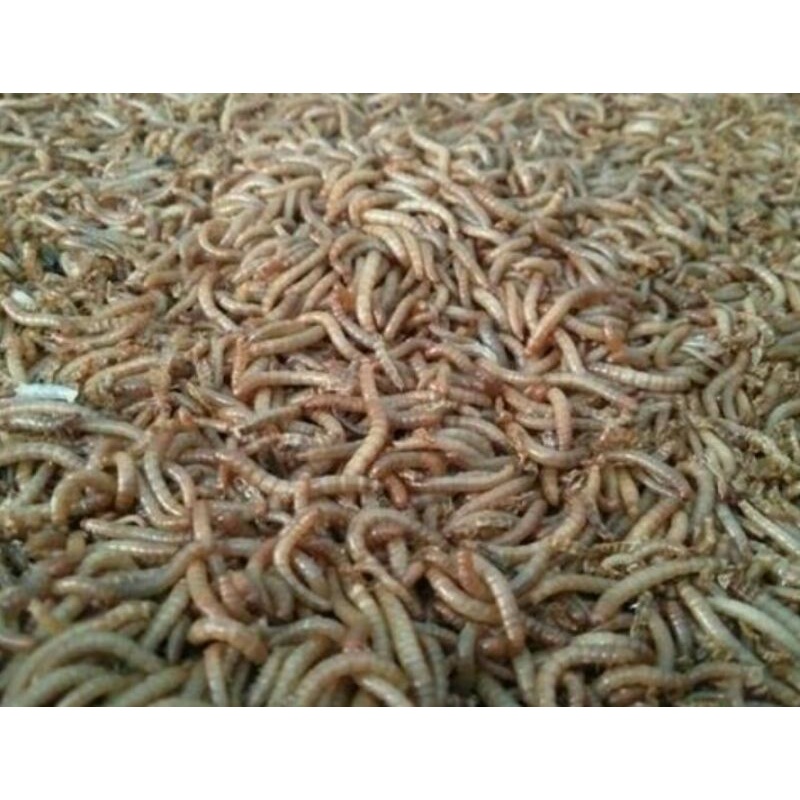 Jual Ulat Hongkong Hidup 50 gr, 100 gr, 250 gr Pakan Burung, DLL ...