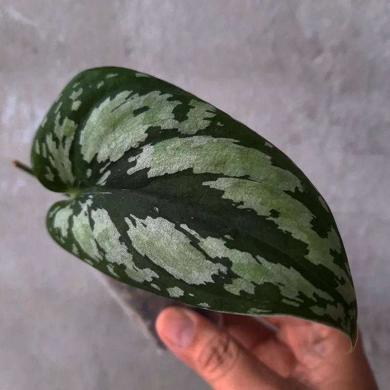 Jual Scindapsus Exotica Tricolor (Sp. Borneo) | Shopee Indonesia