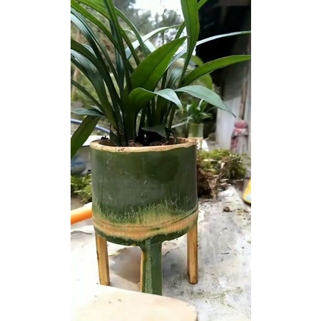 Jual Pot tanaman dari bambu natural | Shopee Indonesia