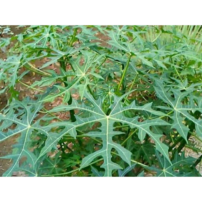 Jual DAUN PEPAYA JEPANG DAUN GEDI SAYURAN DAN OBAT HERBAL 50 LEMBAR ...
