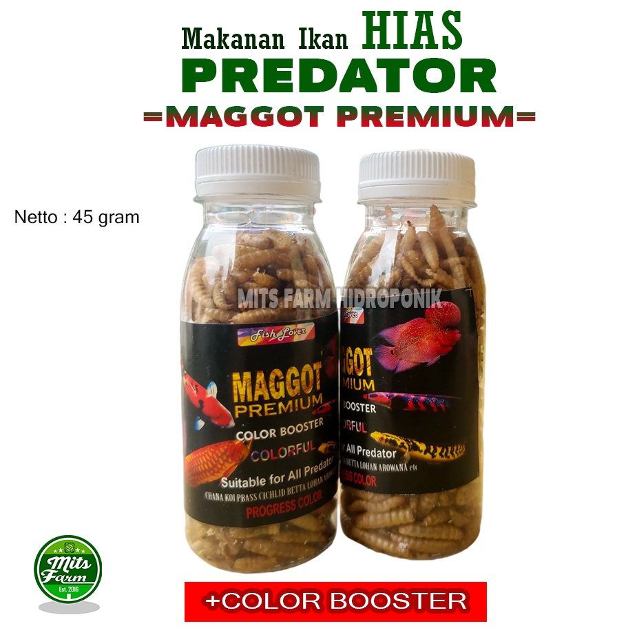 Jual MAGGOT Kering BSF Protein Tinggi Makanan Pakan Ikan Hias Predator ...