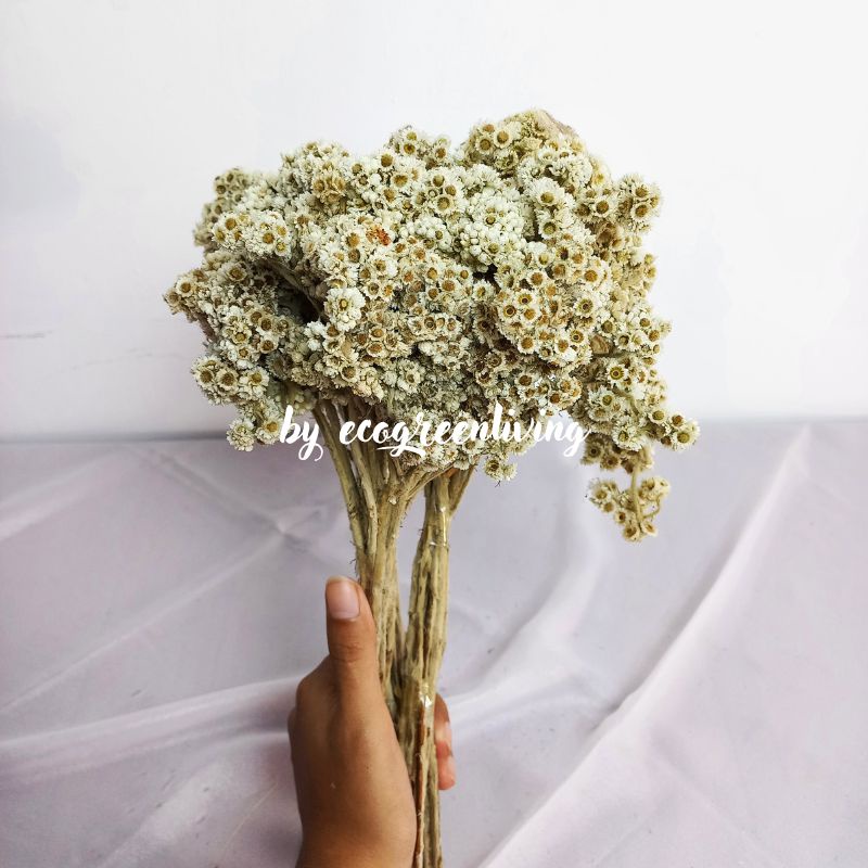 Jual Bunga Rustic Edel / Bunga Kering Abadi / Bunga Dekorasi Rustic ...