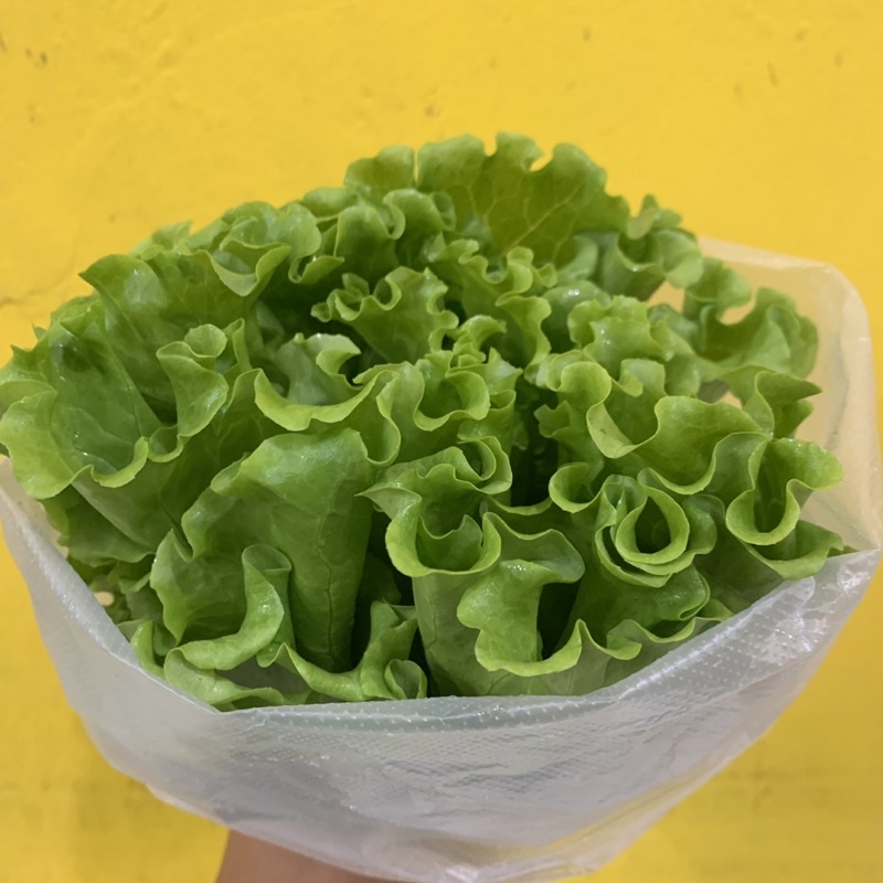 Jual Selada Hidroponik | Shopee Indonesia